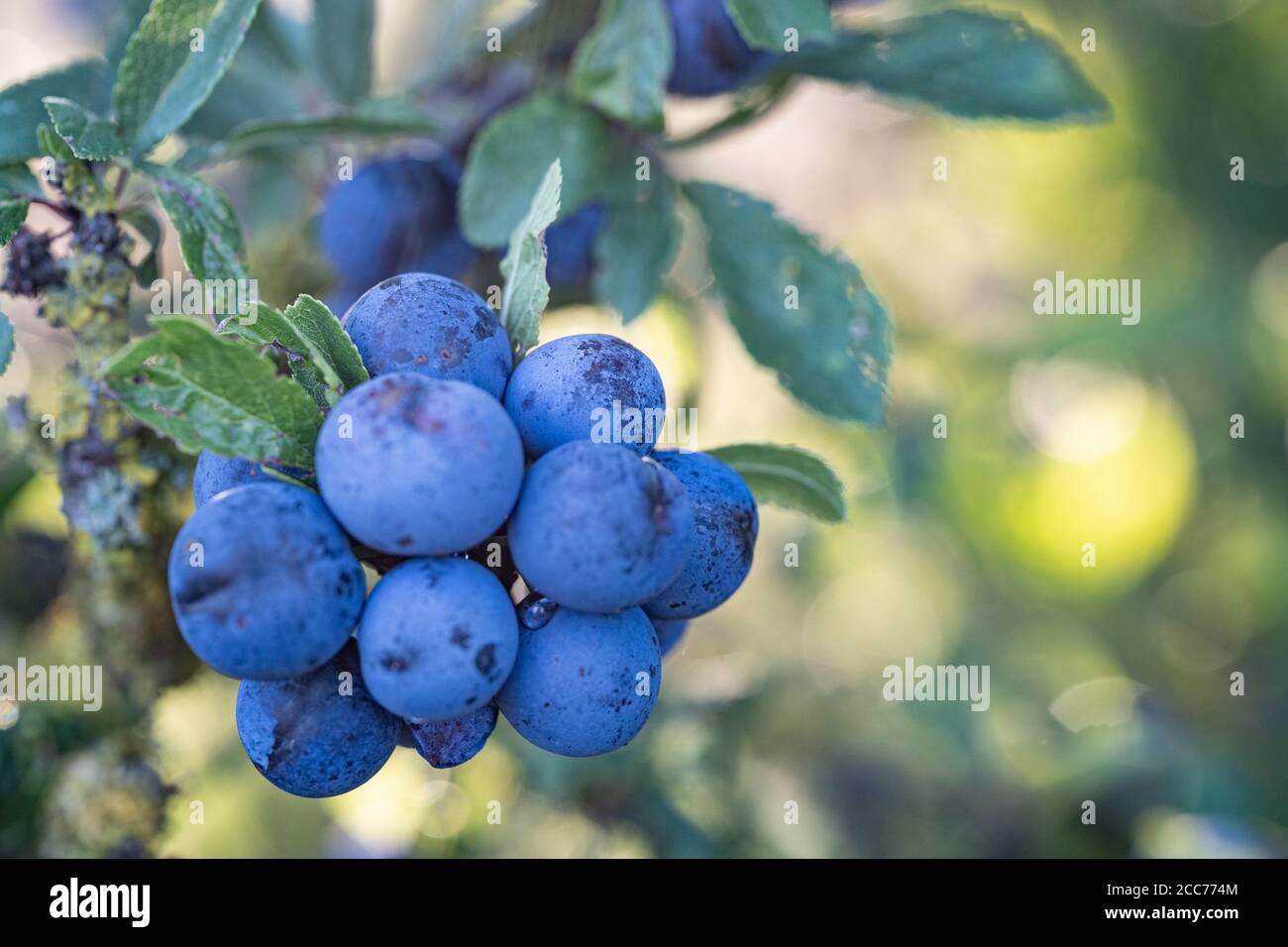 Sloe, fruit of Blackthorn (Prunus spinosa), UK Stock Photo - Alamy