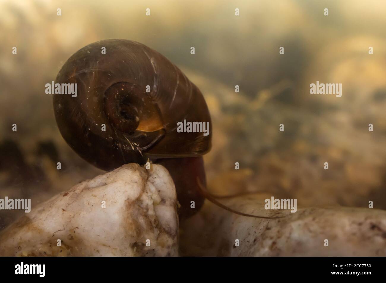 Rams horn hi-res stock photography and images - Alamy