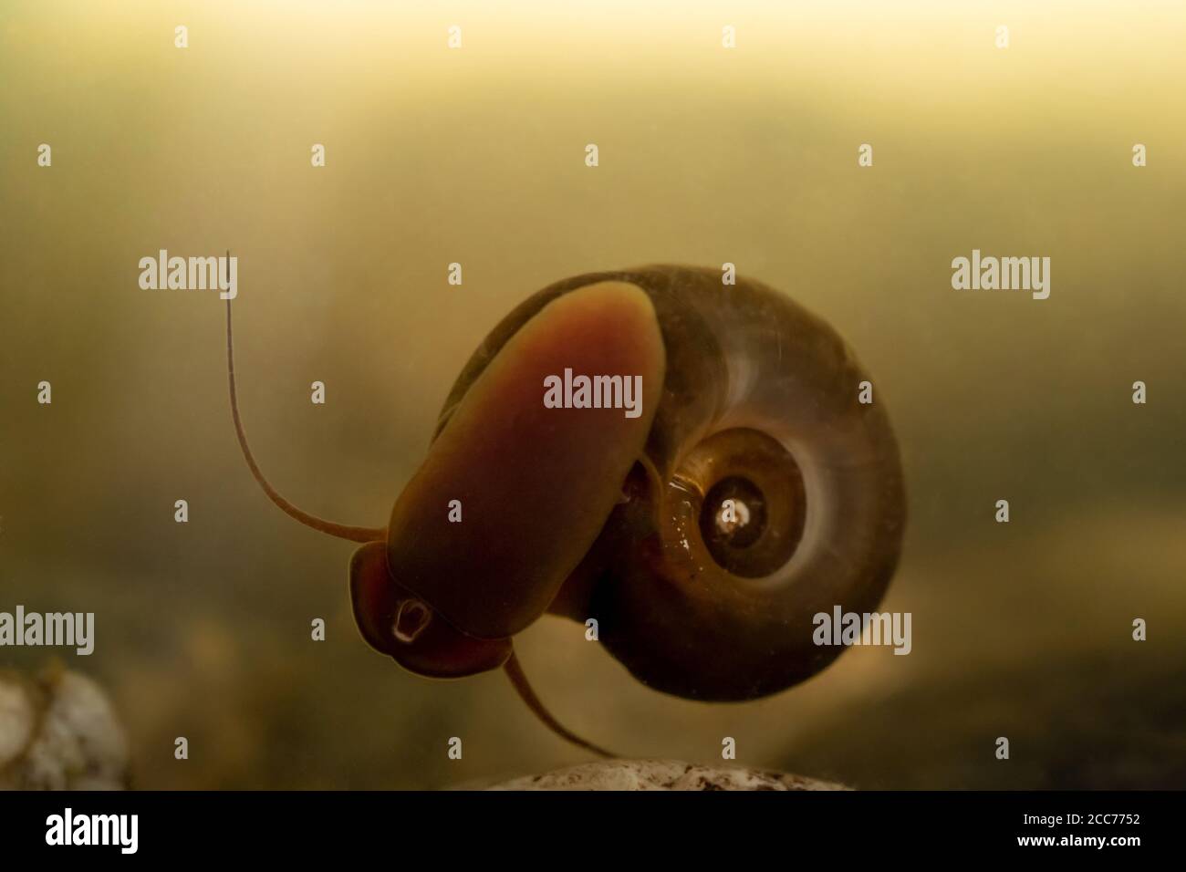 Rams horn hi-res stock photography and images - Alamy