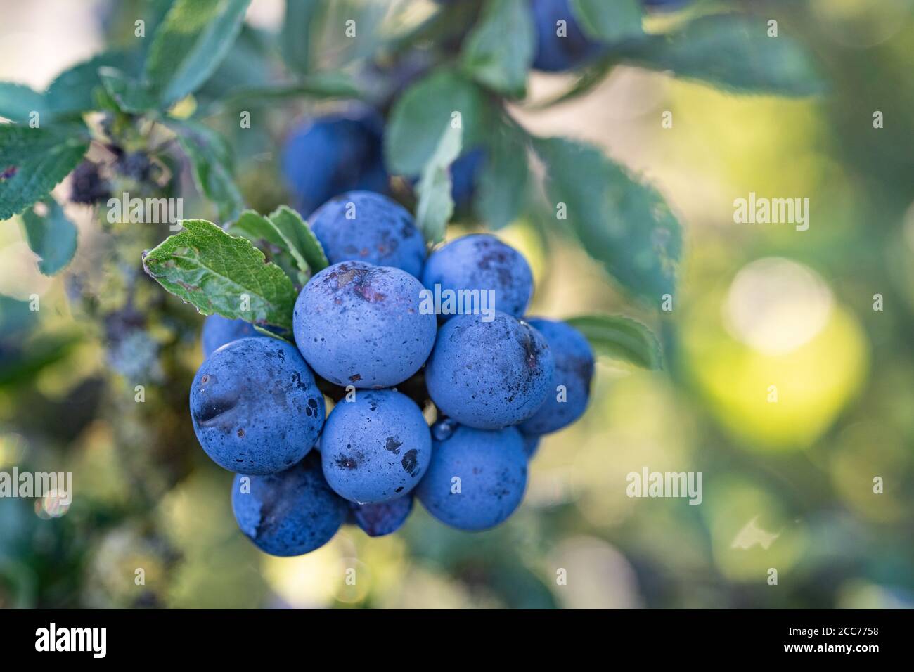 Sloe, fruit of Blackthorn (Prunus spinosa), UK Stock Photo - Alamy