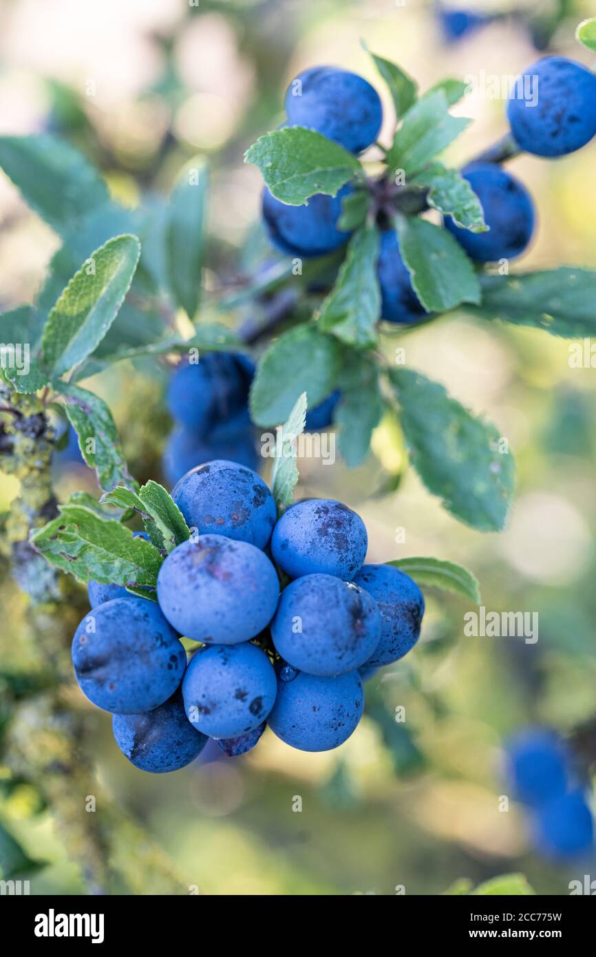 Sloe fruit hi-res stock photography and images - Alamy