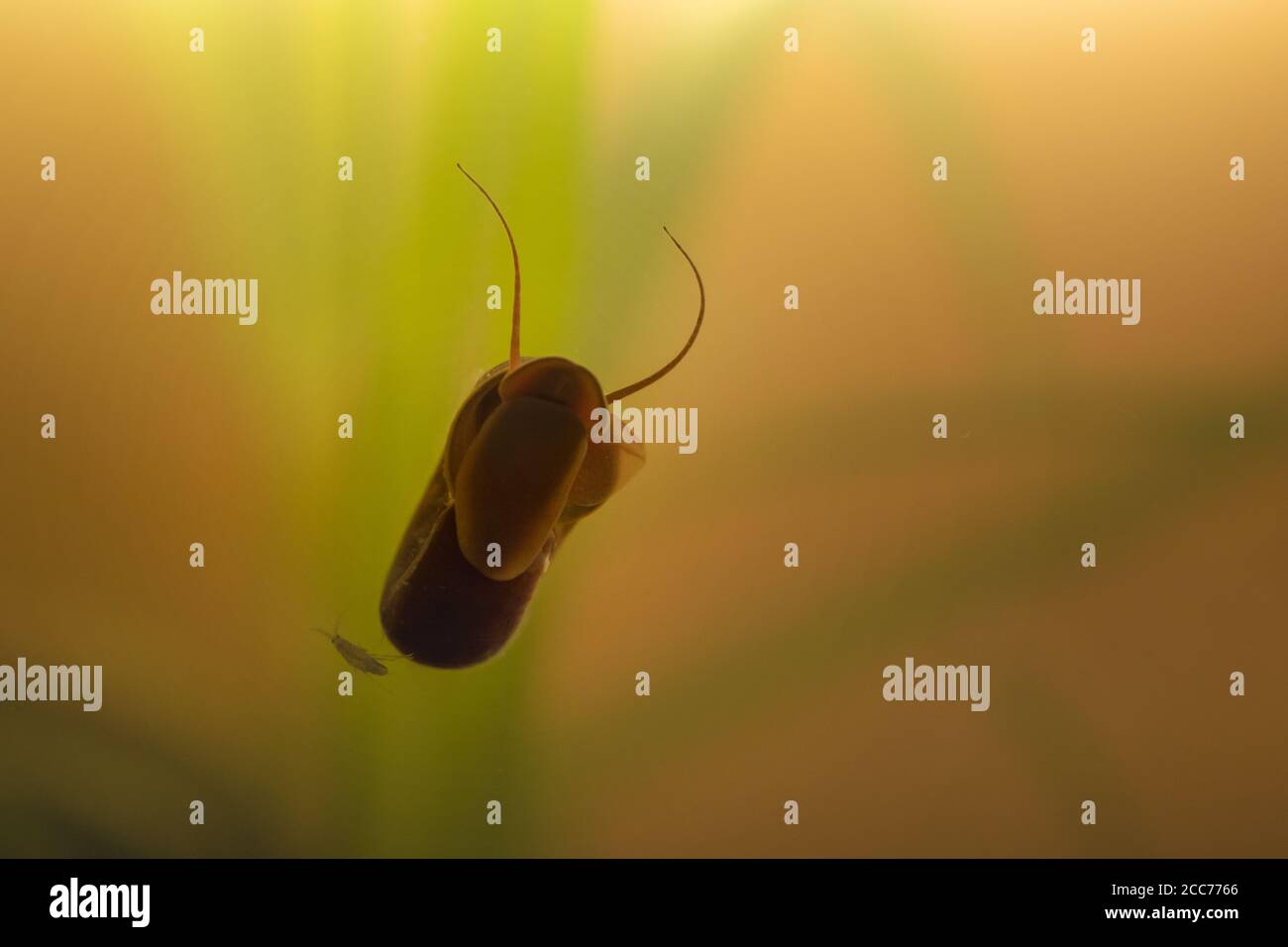Apertual view of a Ramshorn snail or Ram's Horn snail in an aquarium ...