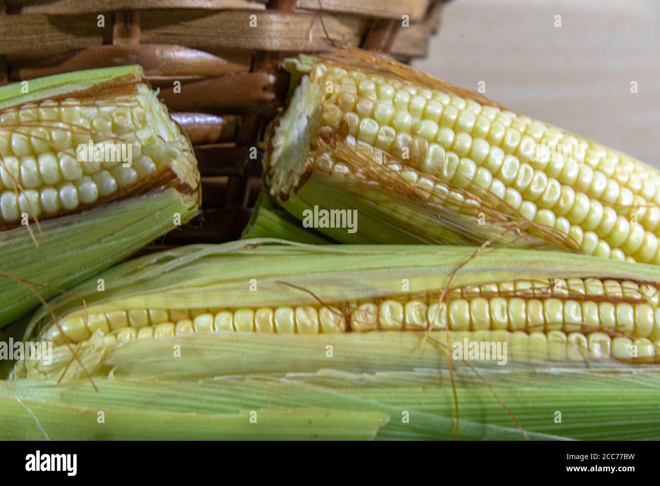 Cobs and green corn. Food for human consumption. It can be eaten boiled ...