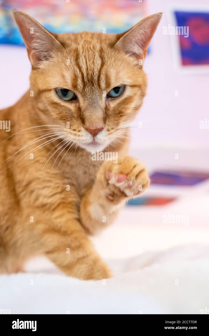 Hello kitty cat hi-res stock photography and images - Alamy