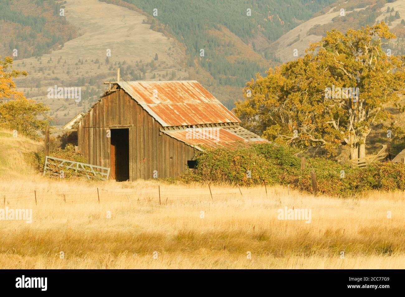 Old barn and large oak tree in Autumn, with field of hay or cover crop ...
