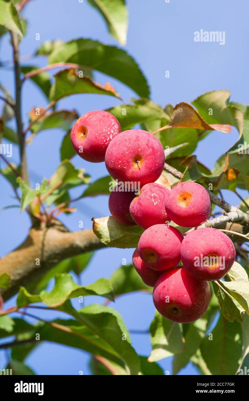 Crabapple fruit hi-res stock photography and images - Alamy