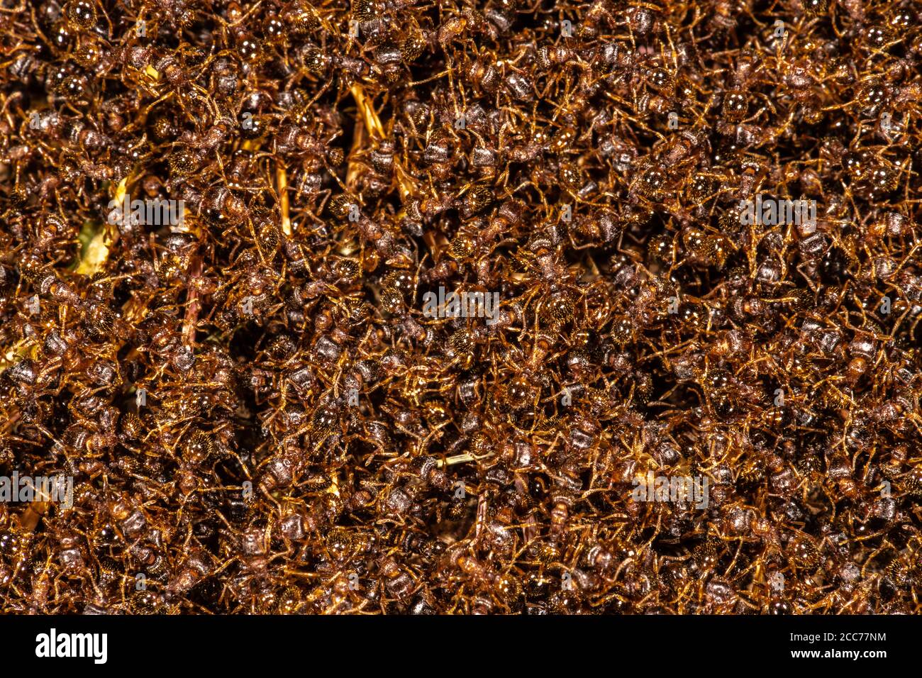 A Pile of Pavement Ants (Tetramorium caespitum), WA Stock Photo - Alamy
