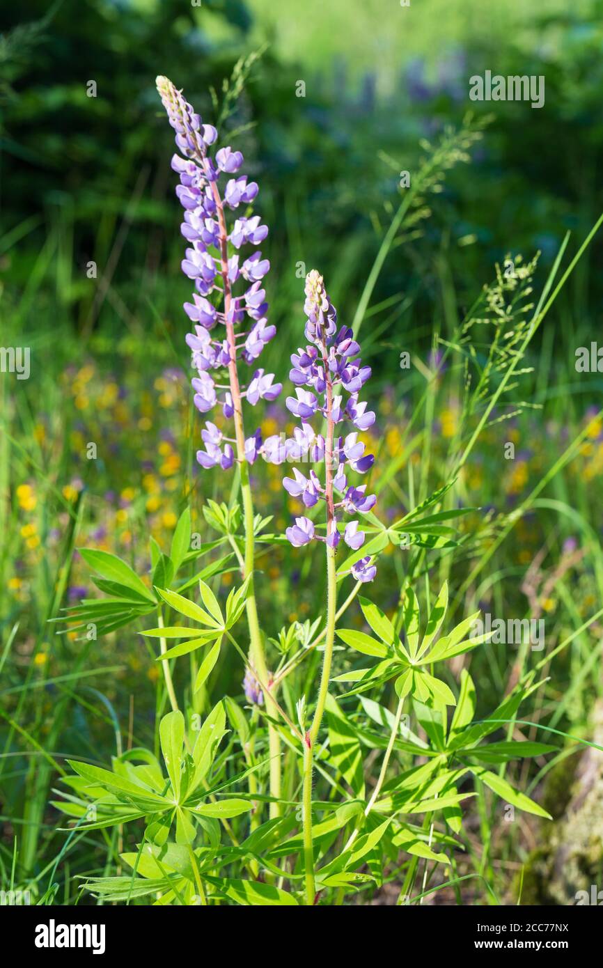 Lupin flowers on the field in natural sunlight Stock Photo - Alamy