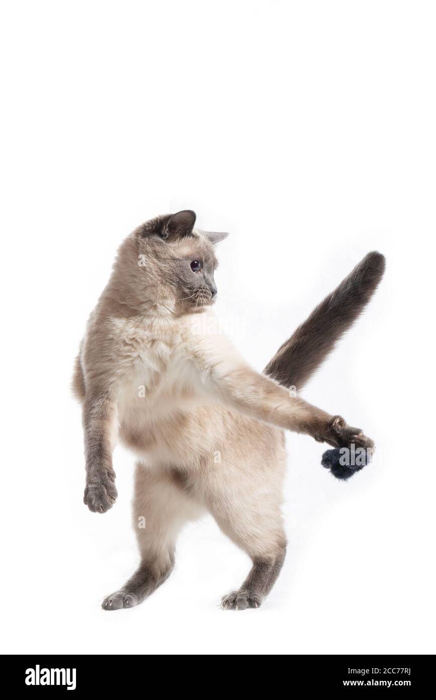 Cat Walking On Hind Legs Meme