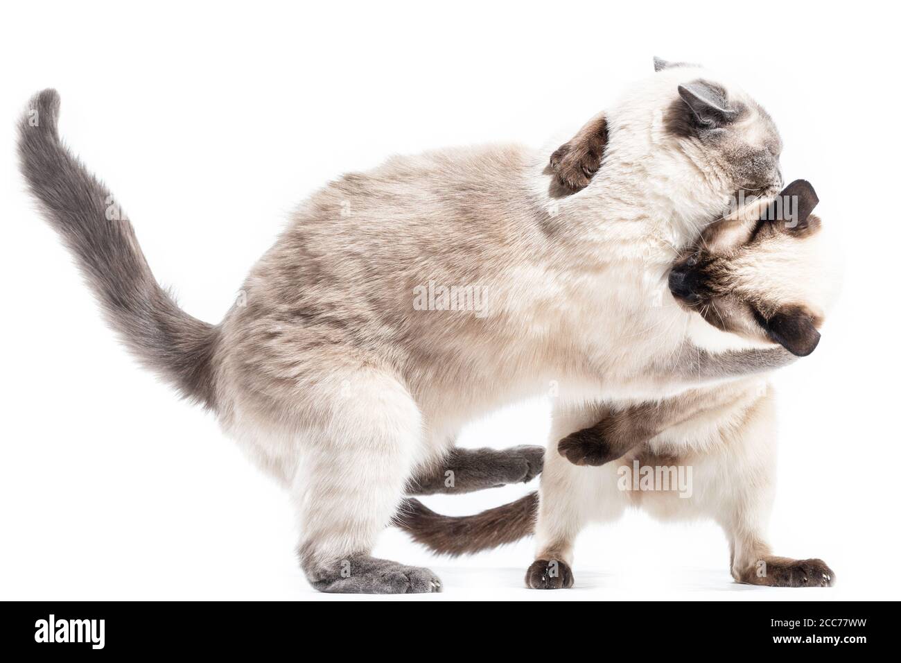Two Thai cats to attack each other during the game Stock Photo - Alamy