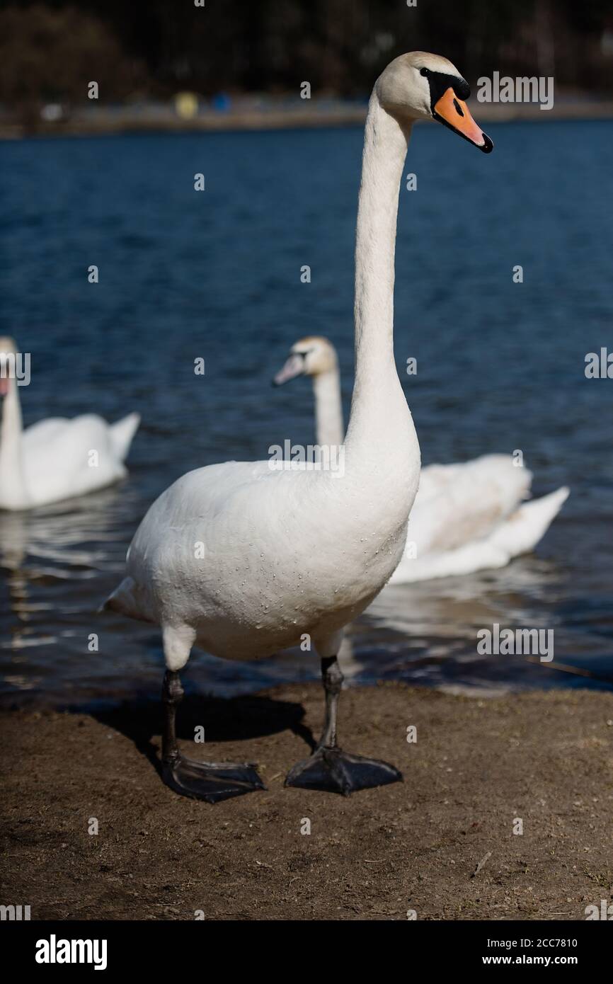 Long necked bird hi-res stock photography and images - Alamy