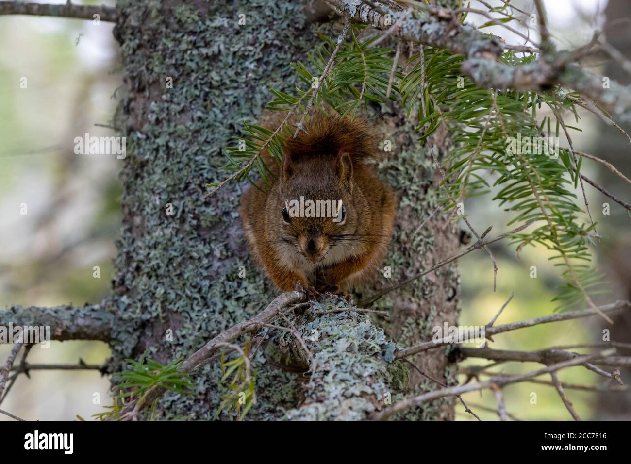 Red squirrel midden hi-res stock photography and images - Alamy