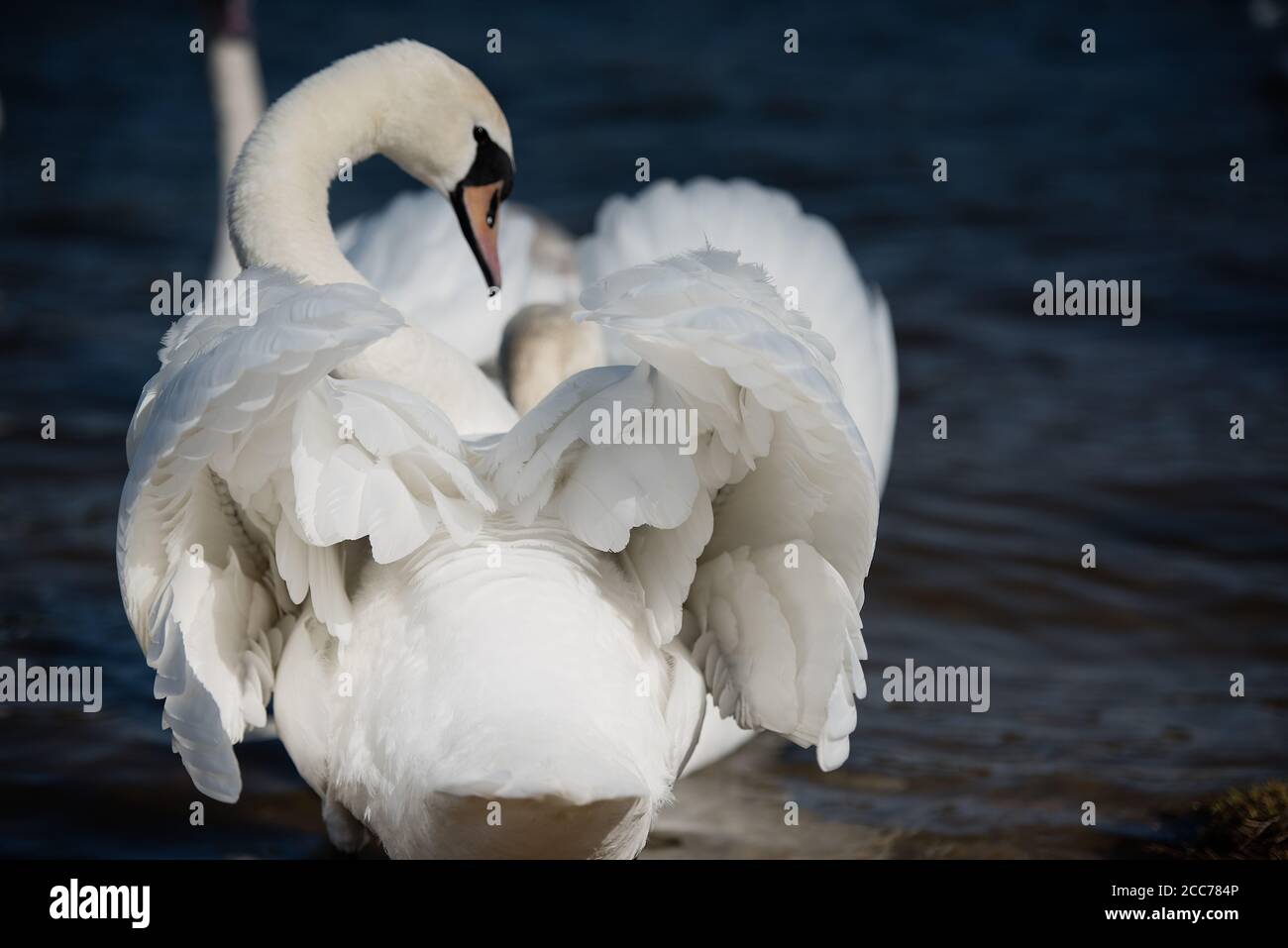 Big Swan High Resolution Stock Photography and Images - Alamy