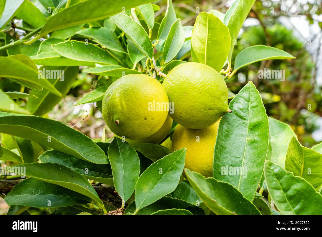 Lemons growing on a Lemon tree Stock Photo - Alamy
