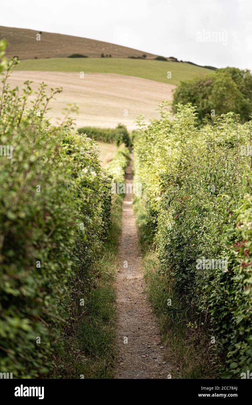 An ancient narrow footpathpath between fields, Sussex, UK Stock Photo ...