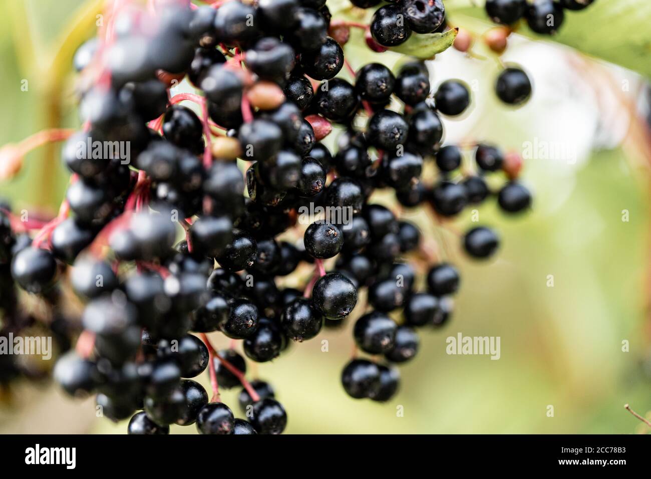 Elderberry (Sambucus nigra) berries, UK Stock Photo - Alamy