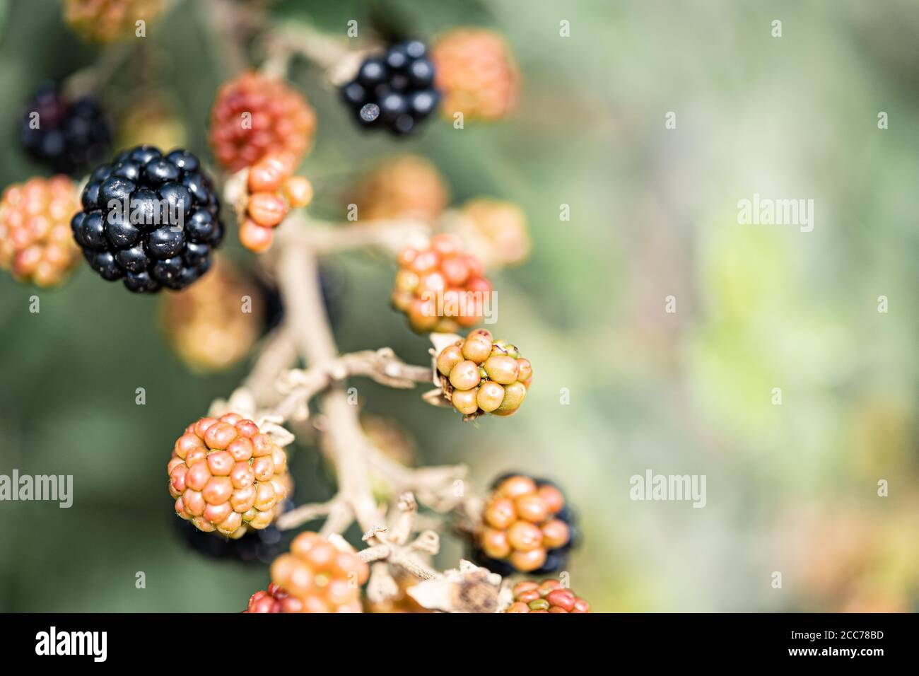Blackberry (Rubus) fruit in various stages of ripeness, UK Stock Photo ...