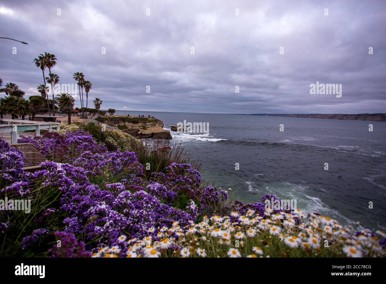 Cali flower hi-res stock photography and images - Alamy