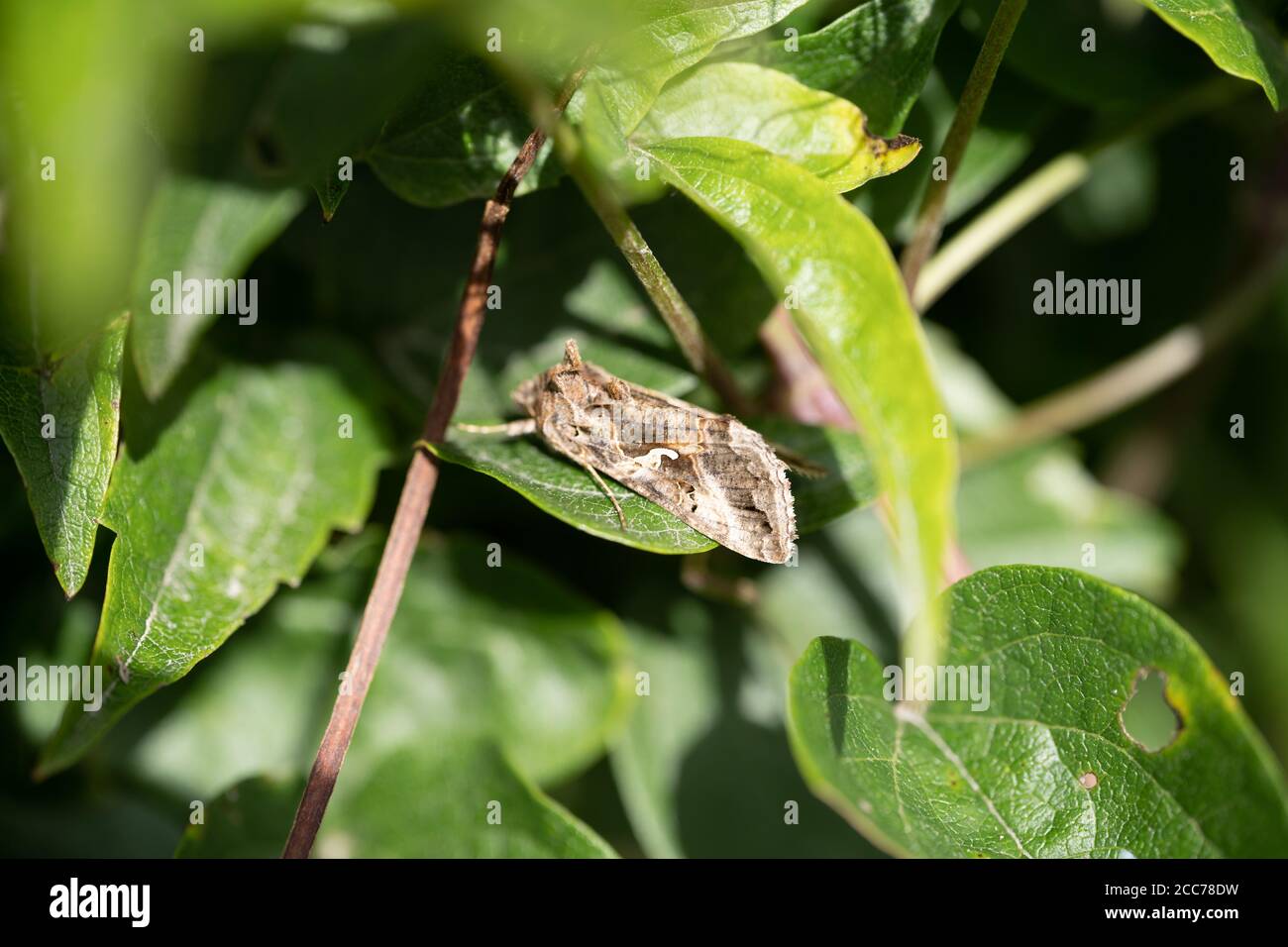 Silver Y moth (Autographa gamma Stock Photo - Alamy
