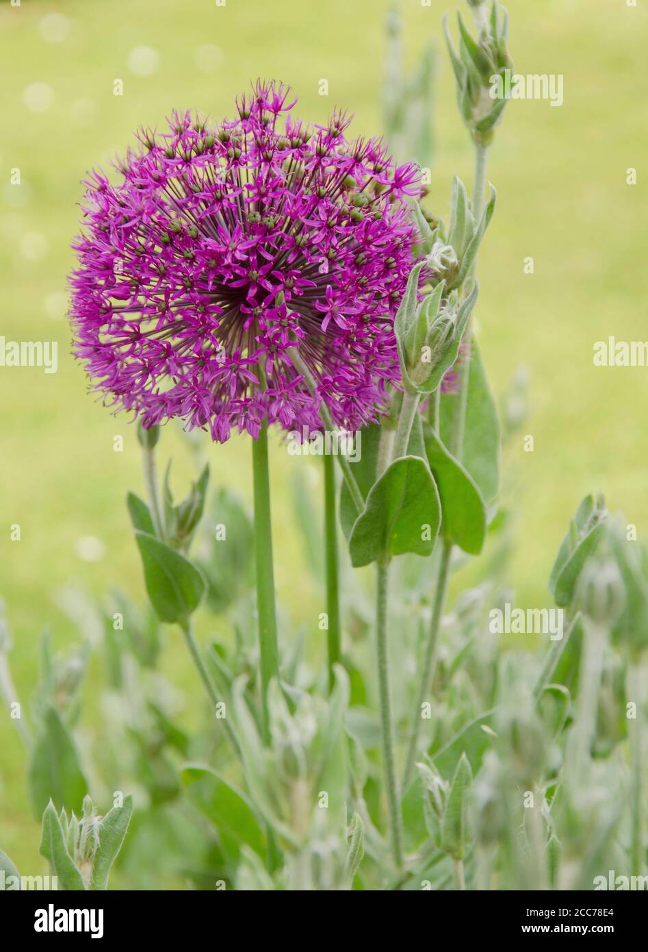 Allium tall Flower Stock Photo - Alamy
