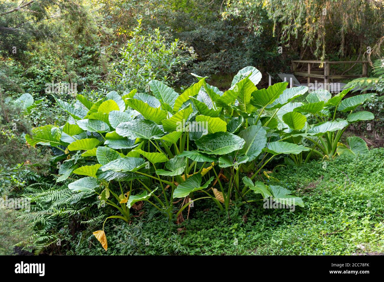 Giant taro hi-res stock photography and images - Alamy