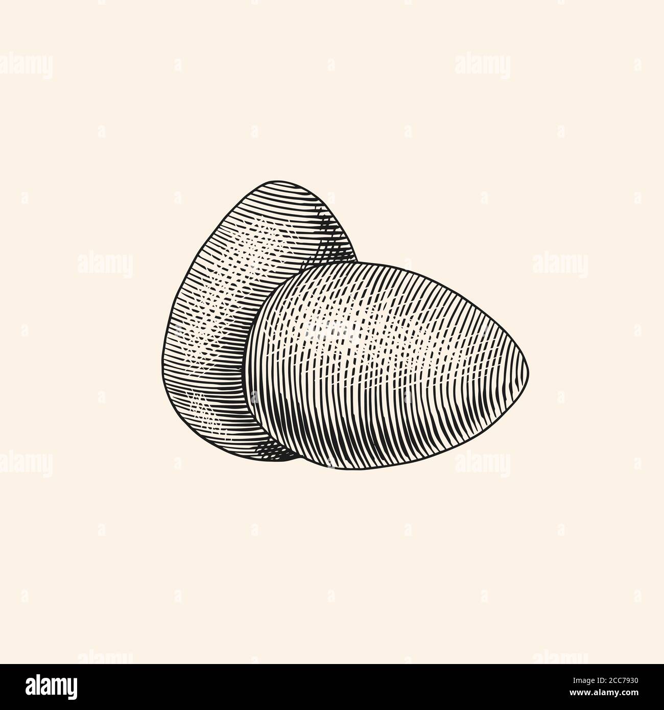 Eggs and shell, farm product. Engraved hand drawn vintage sketch ...