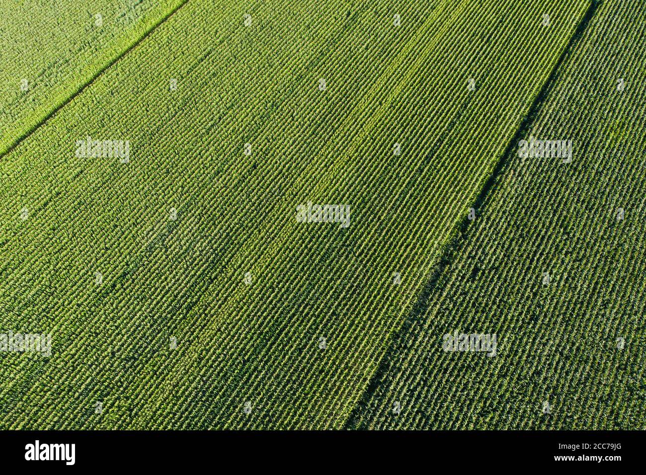 Aerial view of corn plantation Stock Photo - Alamy
