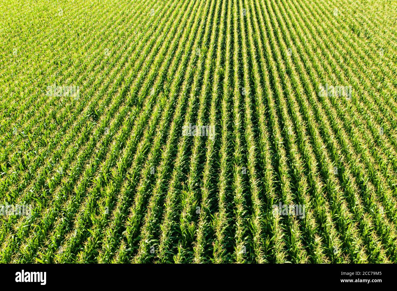 Aerial view of corn plantation Stock Photo - Alamy