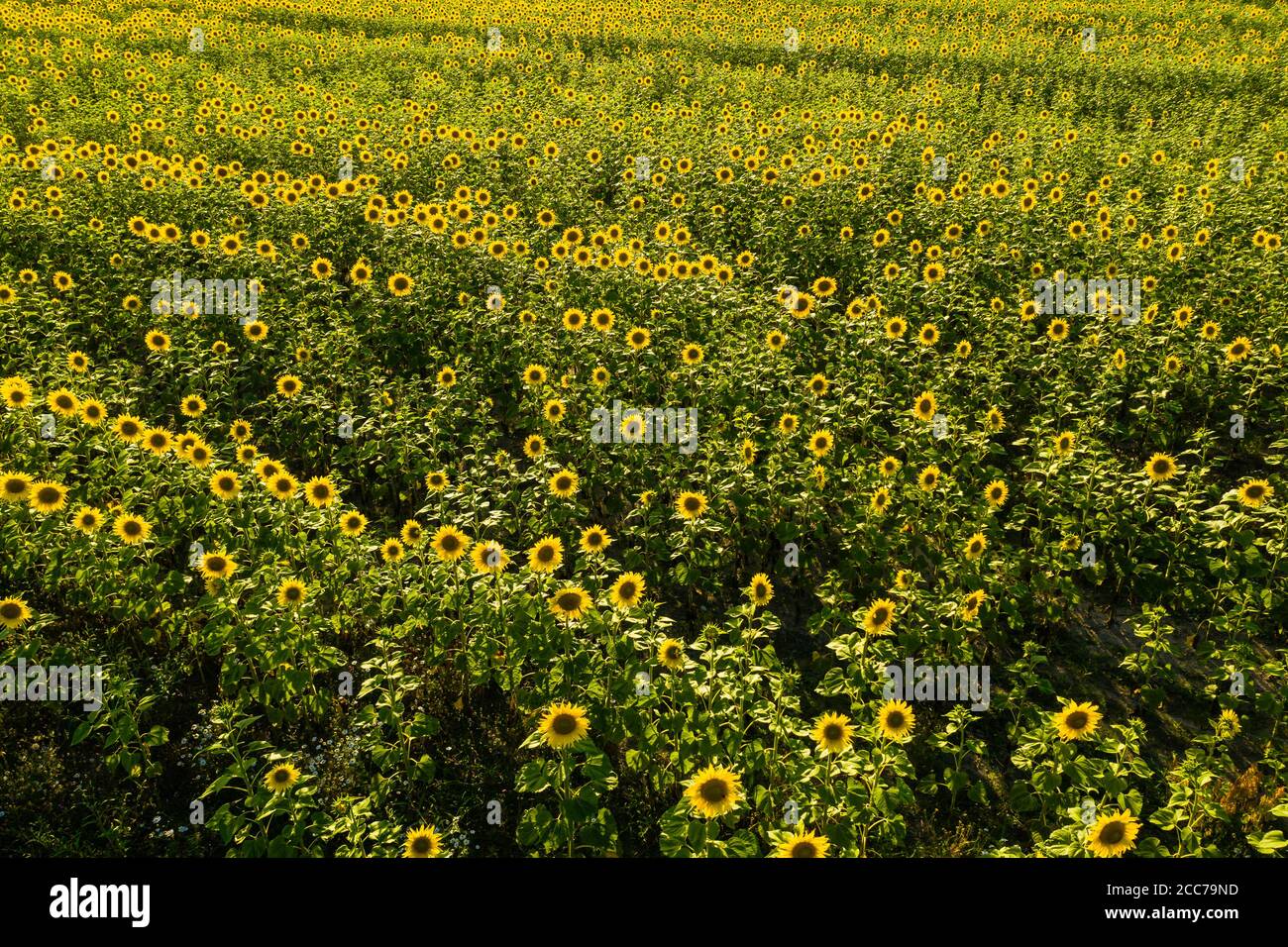 Sunflower aerial hi-res stock photography and images - Alamy