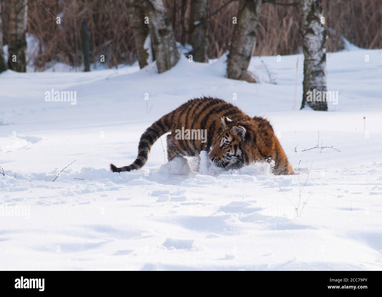 Siberian tiger tiger hi-res stock photography and images - Alamy