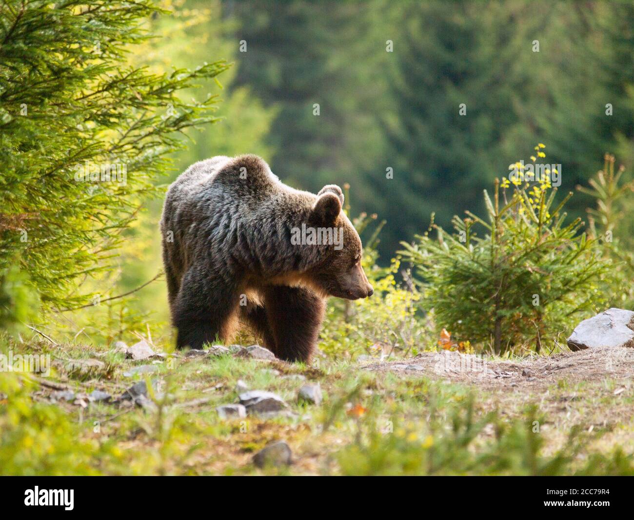 Brown bear in Mala Fatra mountains in Slovakia - Ursus actor Stock ...