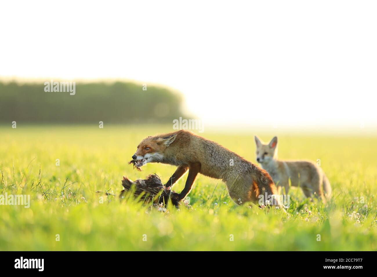 Two red foxes eating prey on meadow in the morning - Vulpes vulpes ...