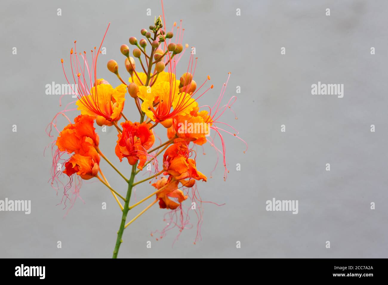 Stem with multiple flowers and buds of Pride of Barbados on clean, gray ...