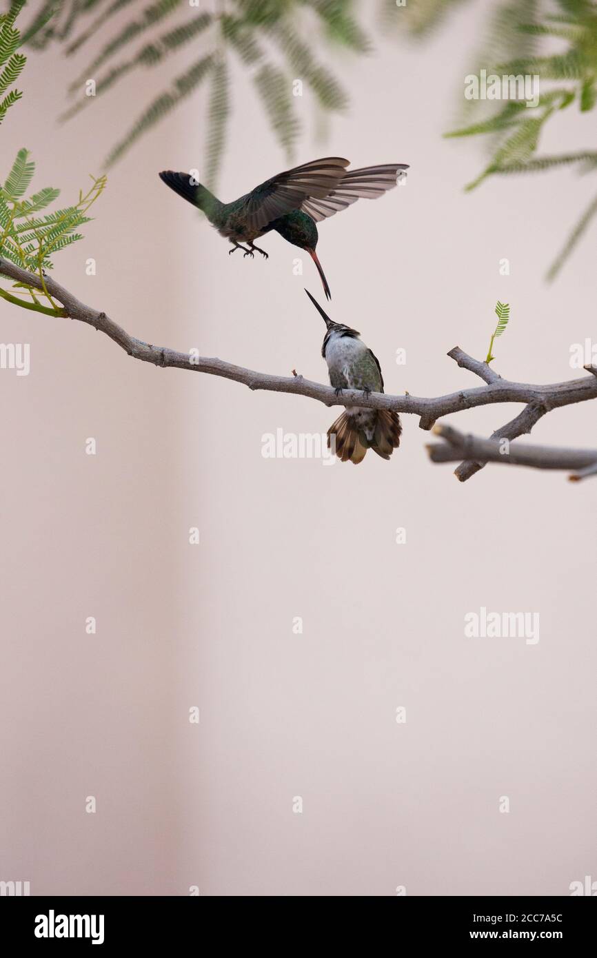 Territorial hummingbirds exhibit aggressive behavior with dominant mail ...
