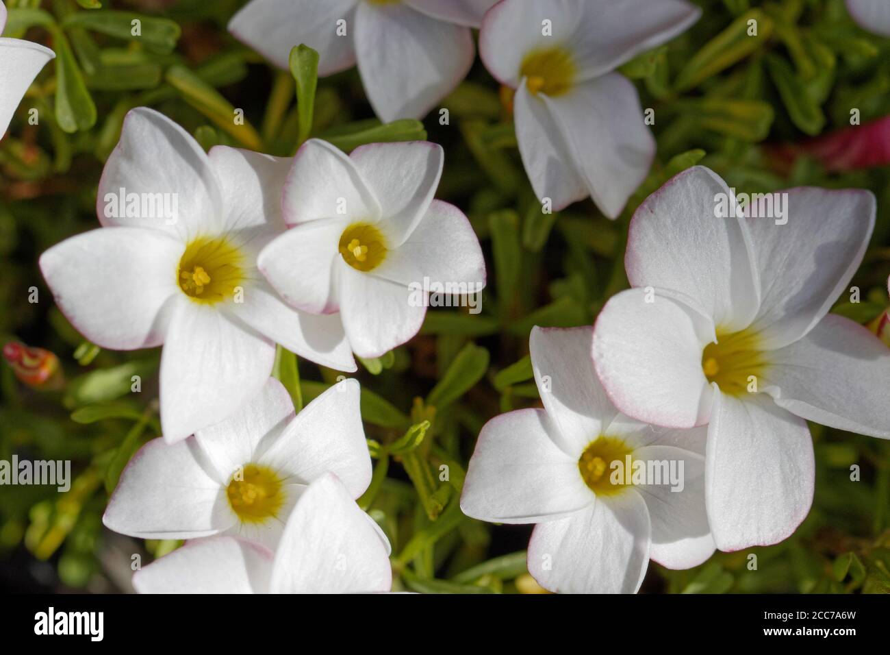 Oxalis versicolor hi-res stock photography and images - Alamy