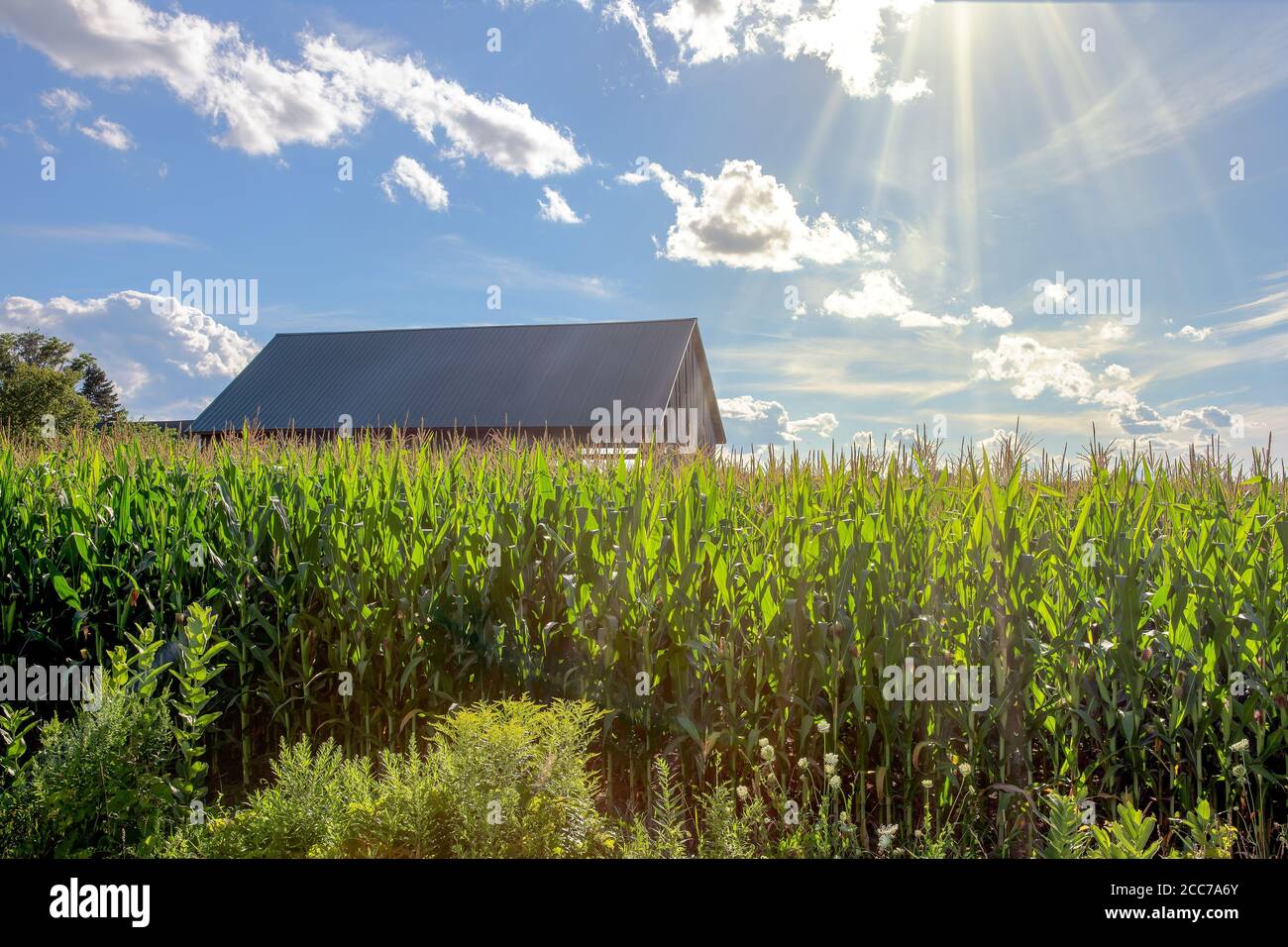 Corn shack hi-res stock photography and images - Alamy