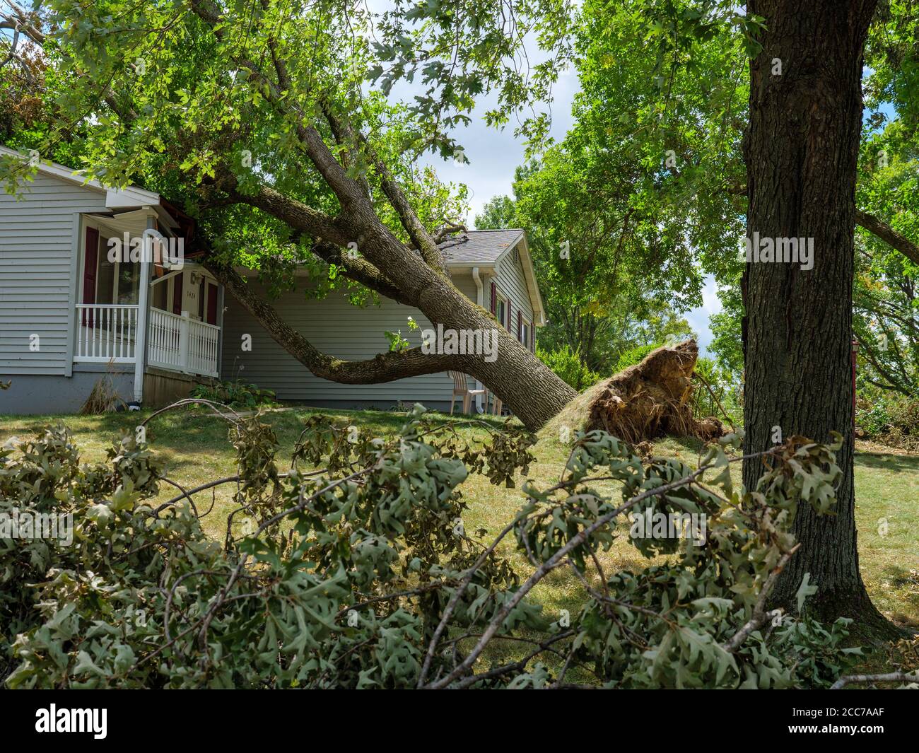 Damage from derecho of August 10, 2020. Cedar Rapids, Iowa. Fallen tree ...