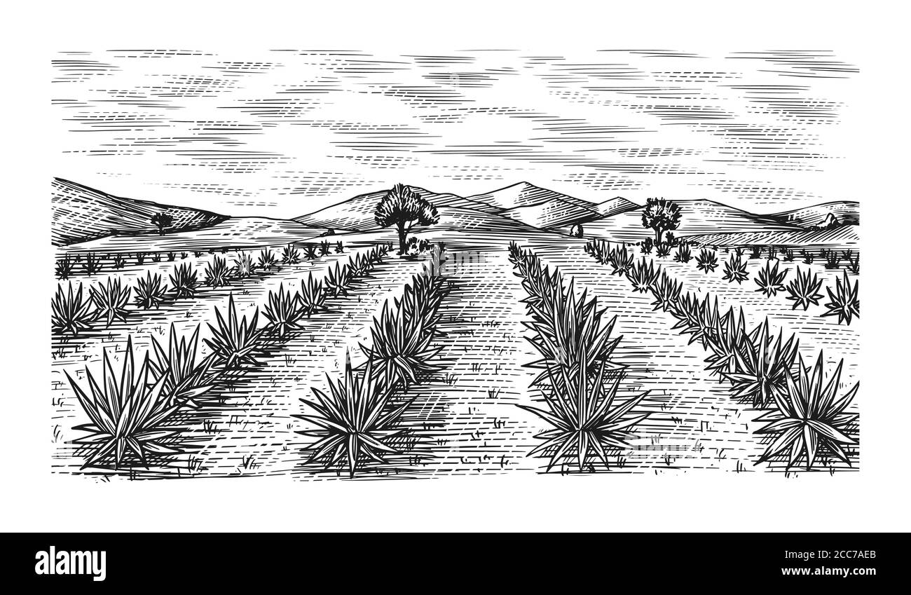 Tequila farming Stock Vector Images - Alamy