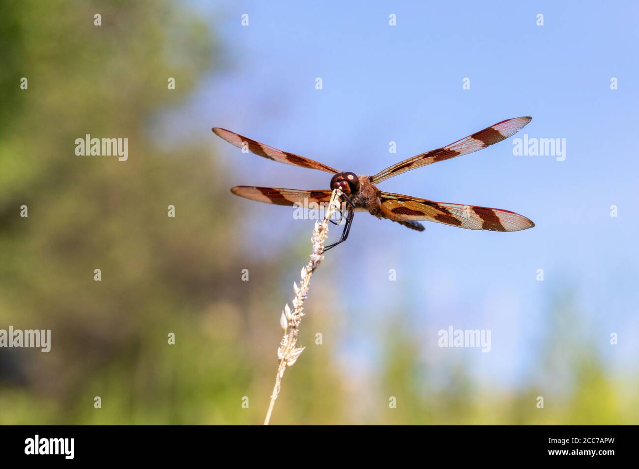 Halloween pennant dragonfly at Big Hollow Recreation Area in Des Moines ...