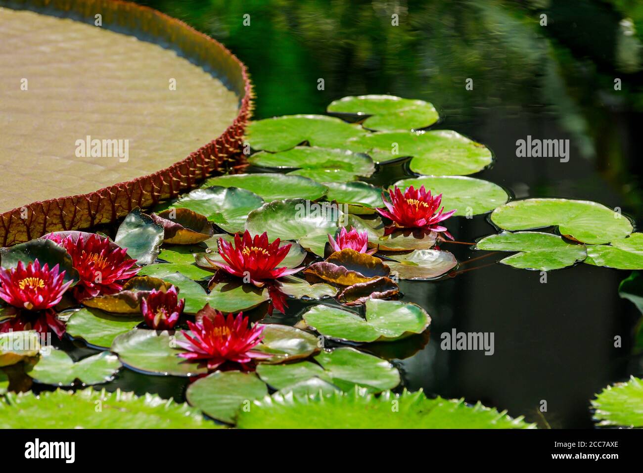 Red Lotus Flower In Pond
