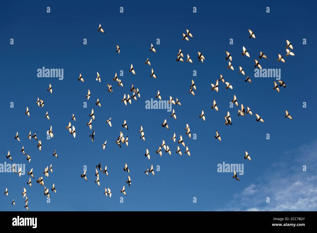 White dove flying blue sky hi-res stock photography and images - Alamy