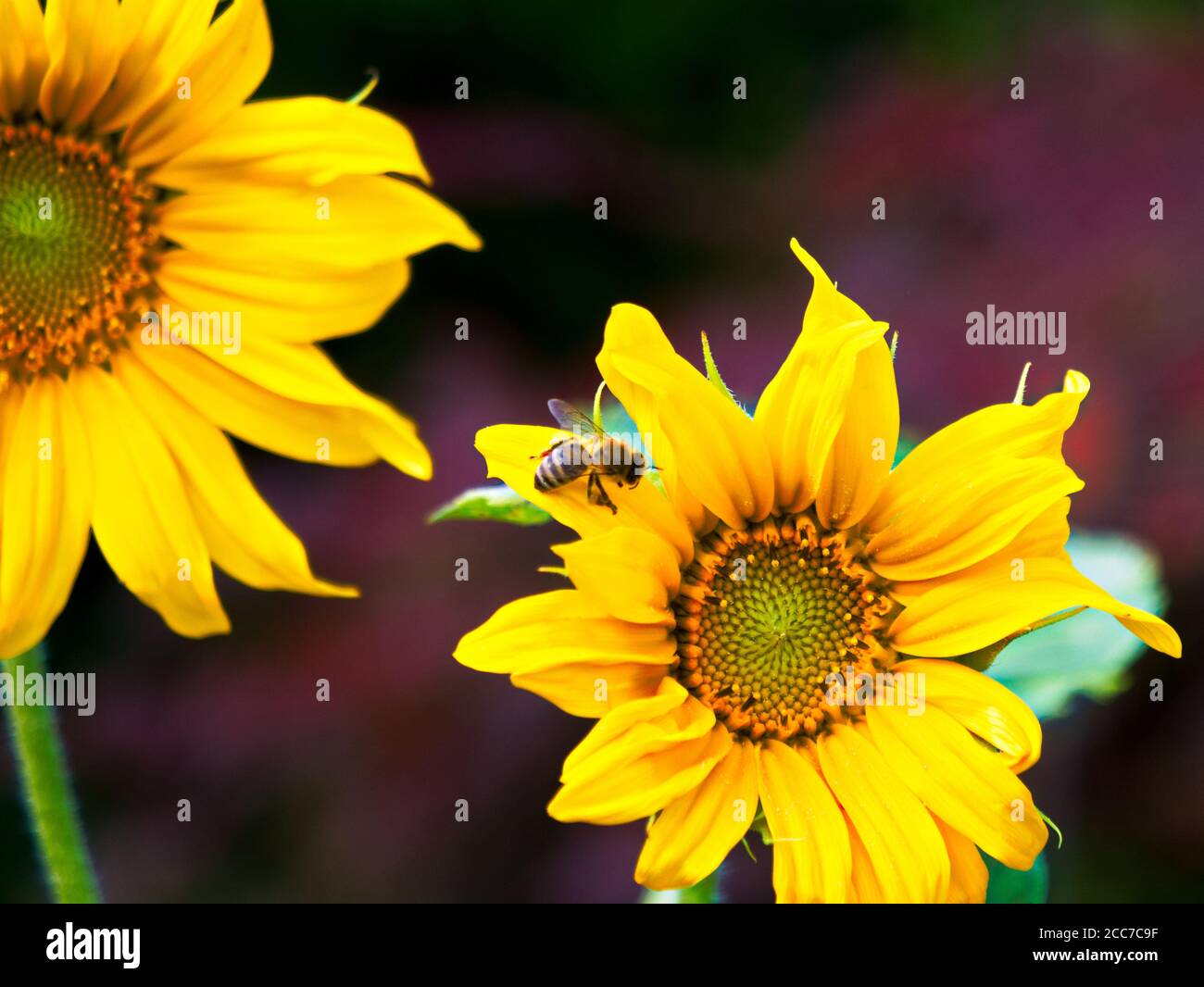 Sunflowers with bee Stock Photo - Alamy