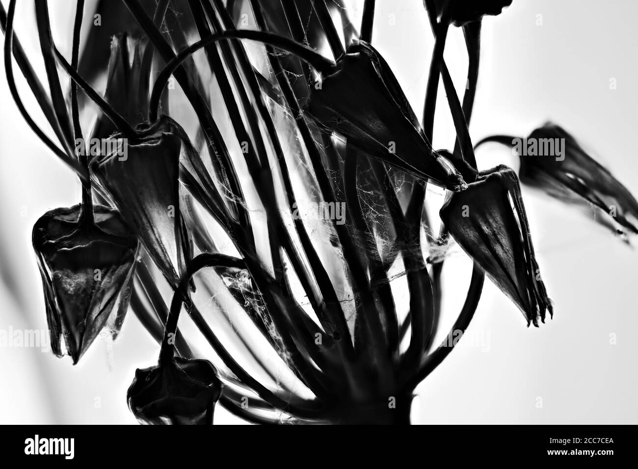 Dried Tangled Dead Flowers, Black & White Stock Photo - Alamy