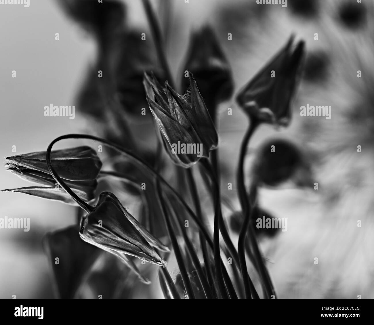 Flower Bowing It's Head, Black & White in Studio Stock Photo - Alamy