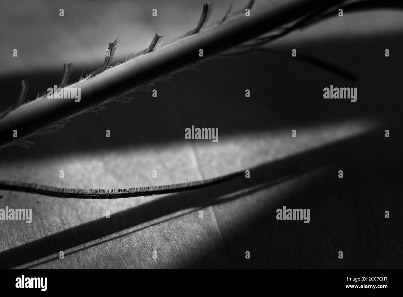 Peacock Feather In Corner, Black & White Stock Photo - Alamy
