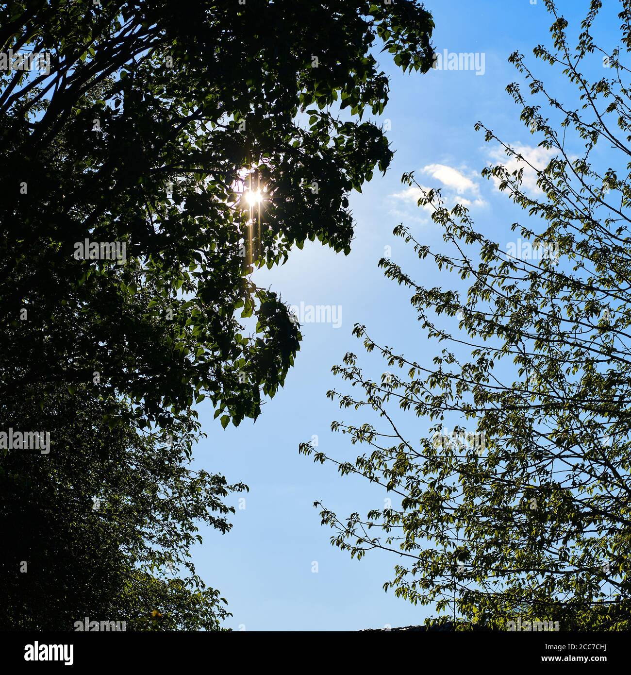 Square Image, Light Between Trees Stock Photo - Alamy