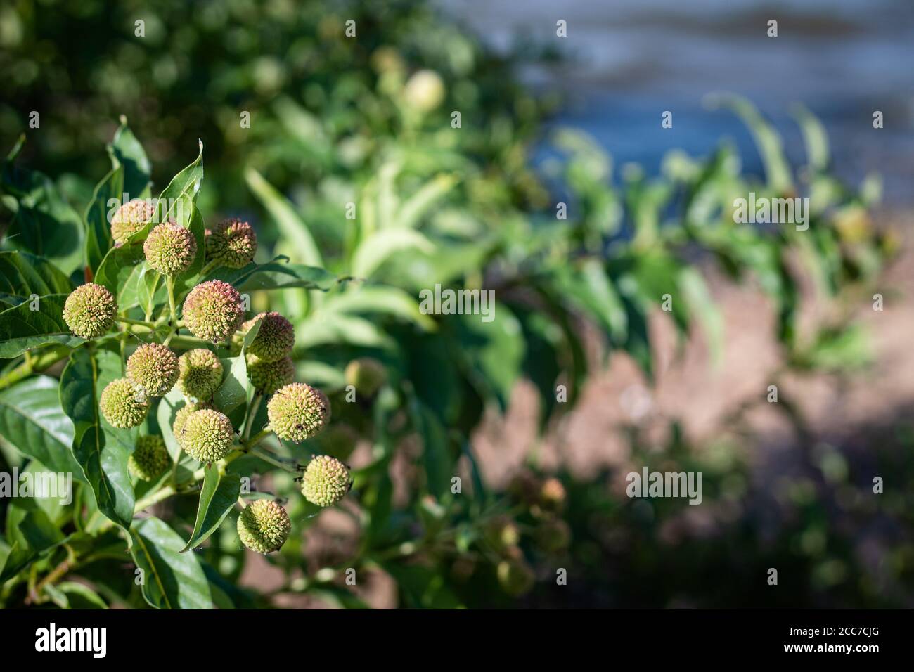 Closeup of Common Buttonbush plant at shore of lake on sandy beach ...