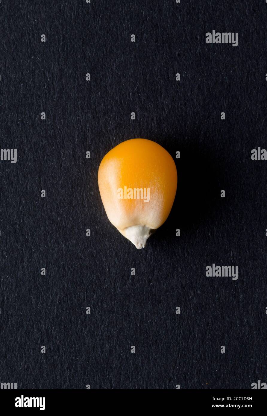 Corn Kernel on a black slate background Stock Photo - Alamy