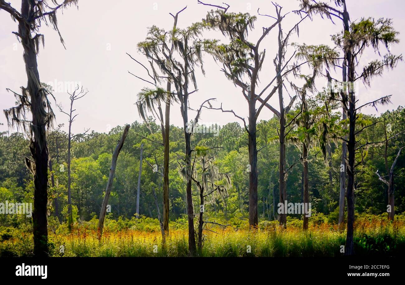 6 pine trees hi-res stock photography and images - Alamy