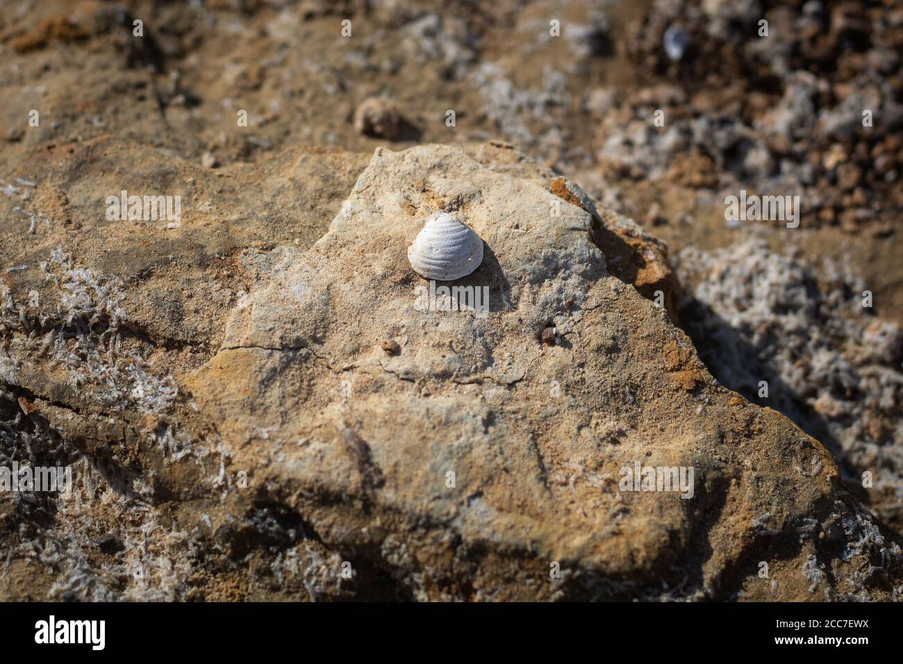 Marine bright shell white hi-res stock photography and images - Alamy